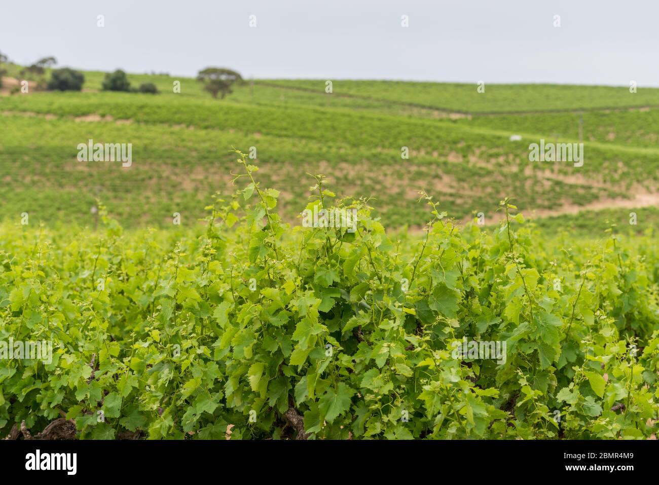 Vineyard landscape with rows of grape plants. Viticulture farming ...