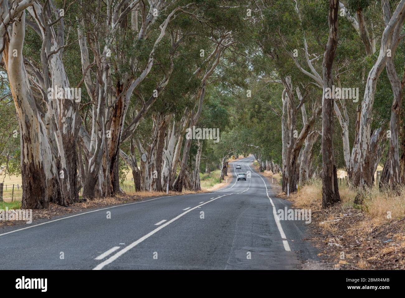 Countryside road with eucalyptus trees. Long rural road in countryside ...
