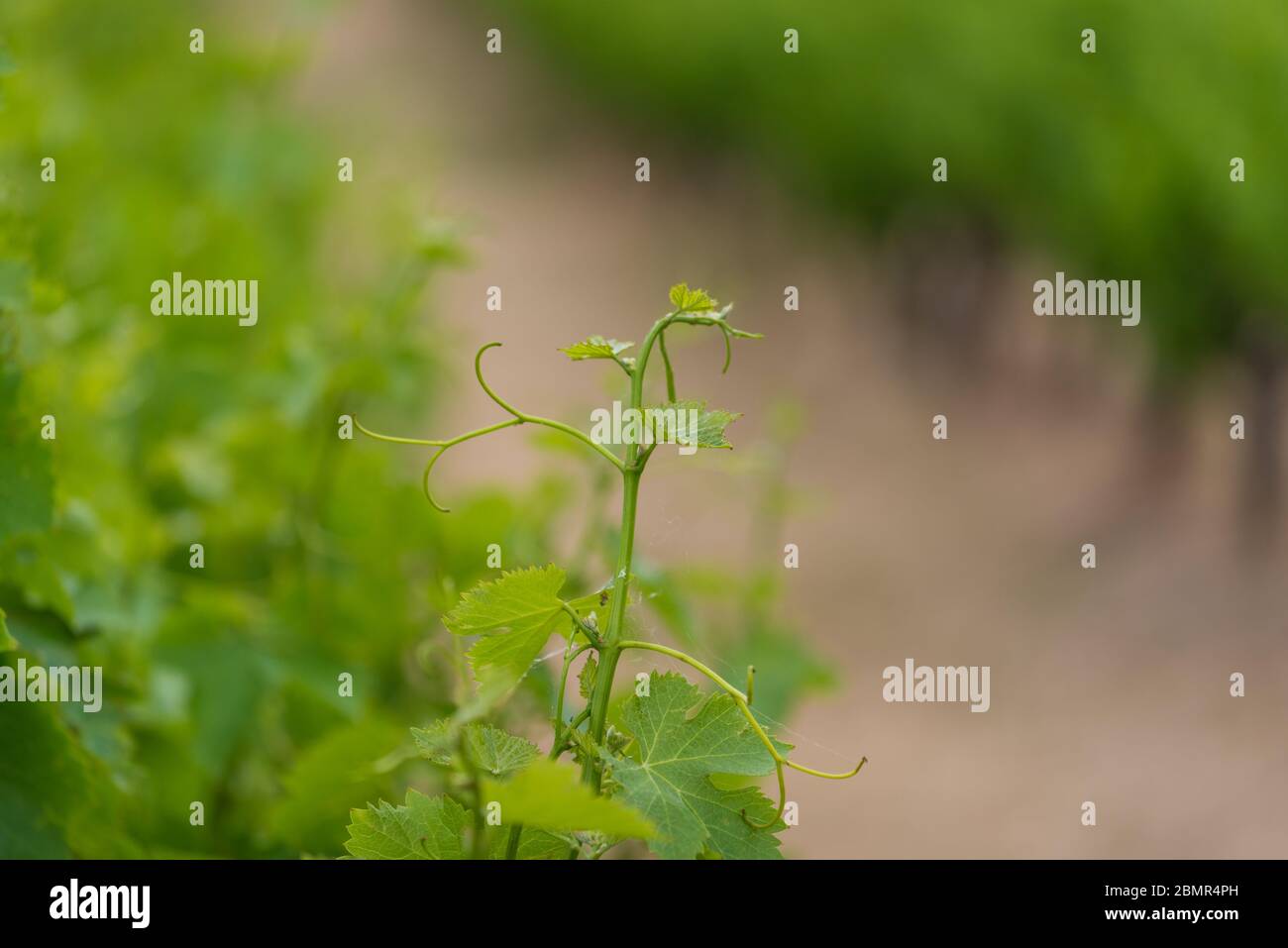 Grape vine closeup. Fresh young grape leaves with vines. Viticulture ...