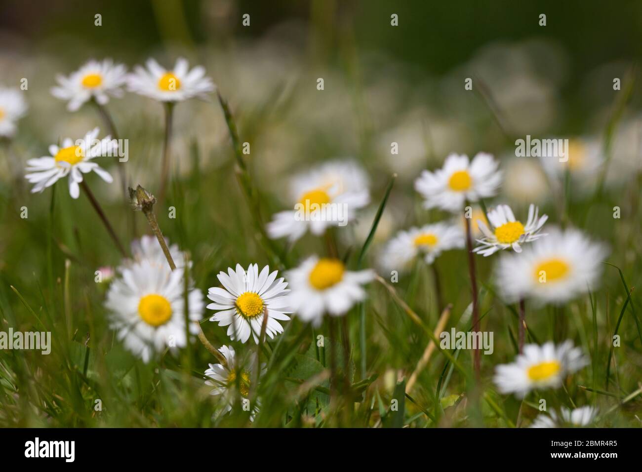 Common Daisies Bellis perennis in flower in a lawn, in an English ...