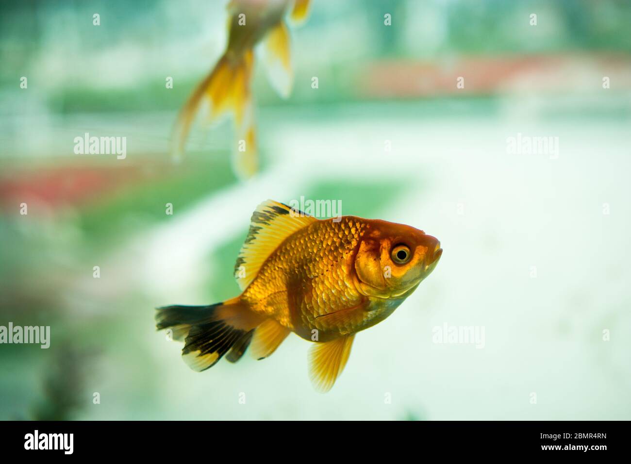 Colorful fish swimming in an aquarium Stock Photo - Alamy