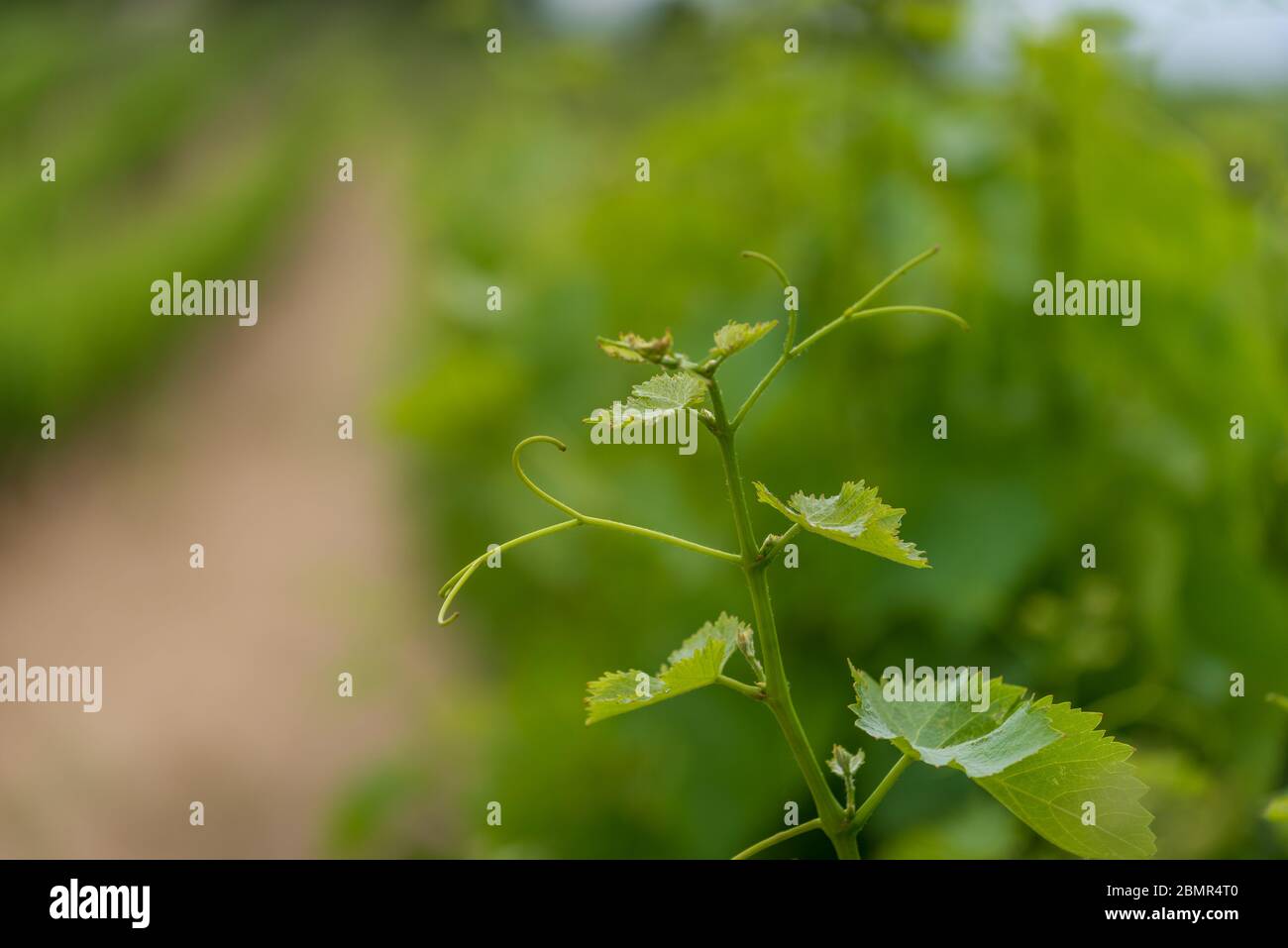 Grape vine closeup. Fresh young grape leaves with vines. Viticulture ...