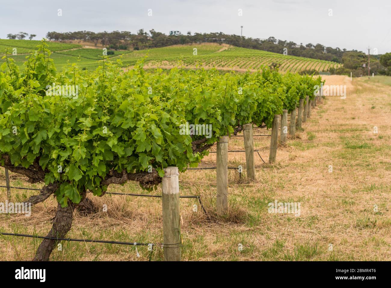 Vineyard landscape with rows of grape plants. Viticulture farming ...