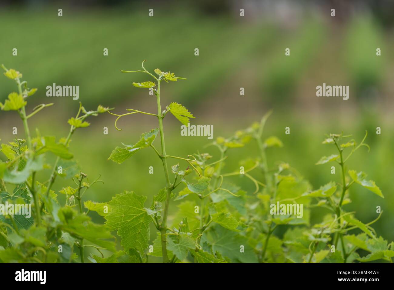 Grape vine closeup. Fresh young grape leaves with vines. Viticulture ...