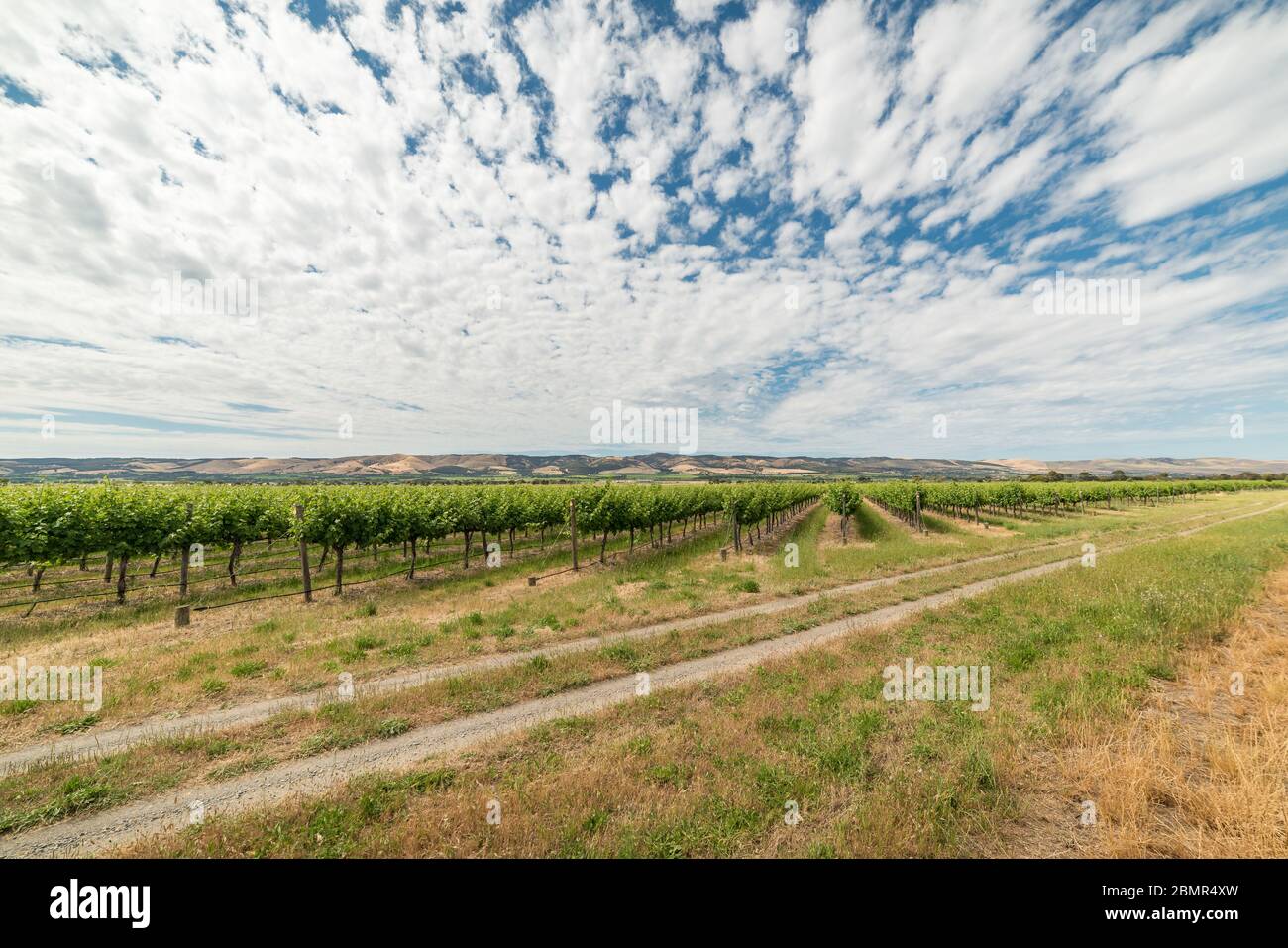 Vineyard landscape with rows of grape plants. Viticulture farming ...