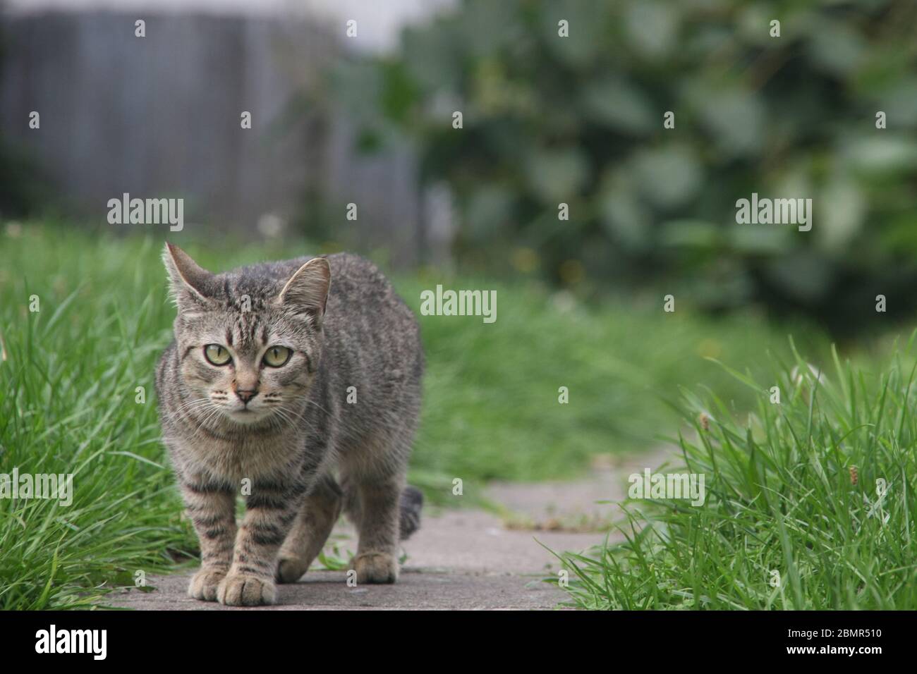 Tabby cat in grass on Stock Photo - Alamy