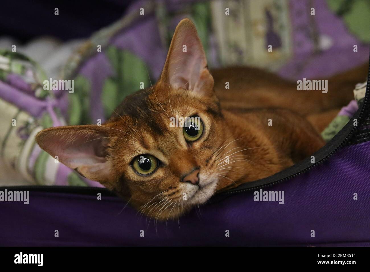 Ticked tabby hi-res stock photography and images - Alamy