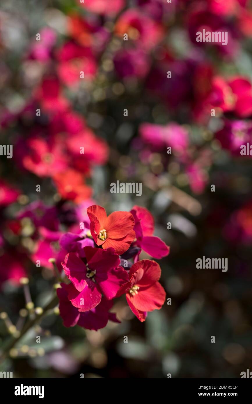 Erysimum Red Jep plants in flower in early May. A type of wallflower ...
