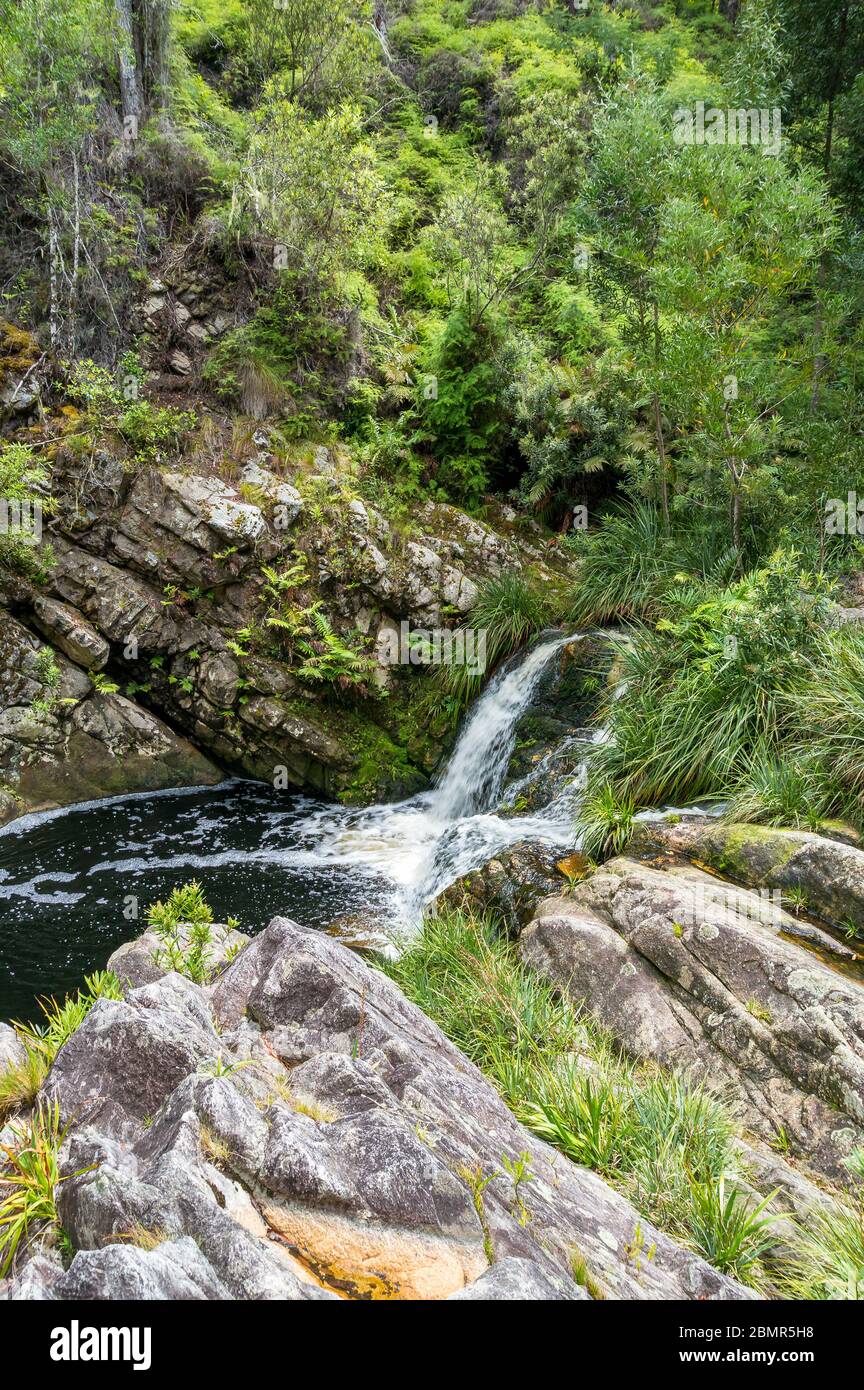 Beautiful waterfall in the forest with lush green plants and trees ...