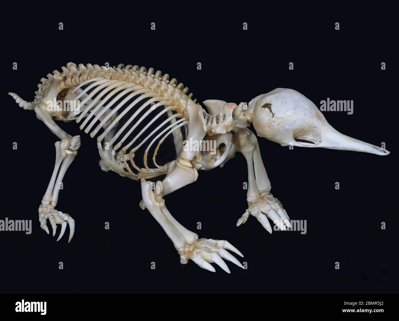 Short-beaked echidna skeleton Stock Photo - Alamy