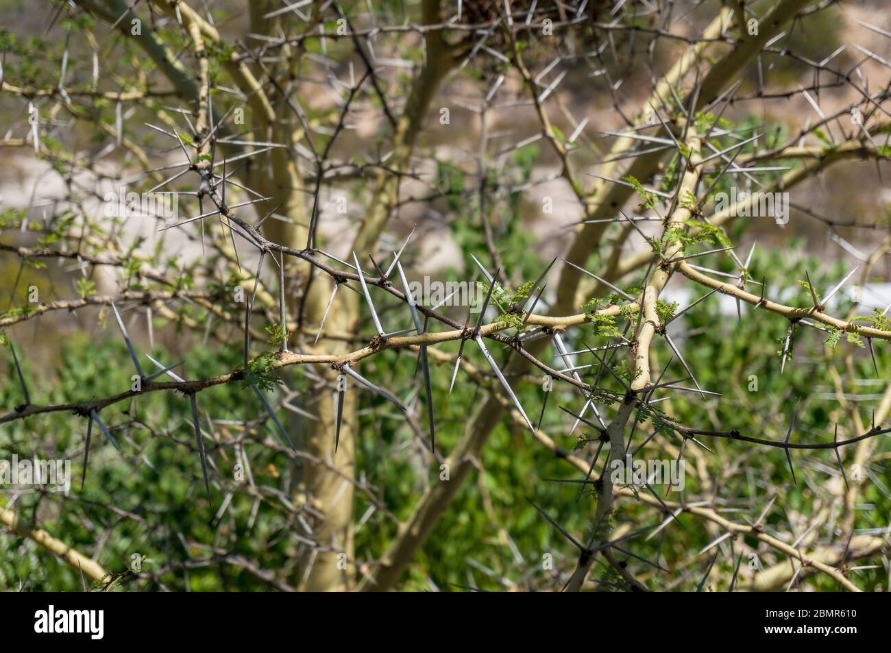 Sharp long thorns of acacia tree, wattle. Closeup of the Thorns of an ...