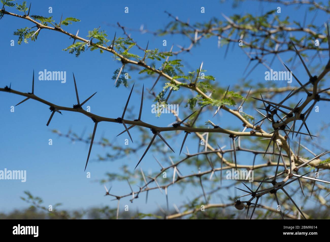 Sharp long thorns of acacia tree, wattle. Closeup of the Thorns of an ...