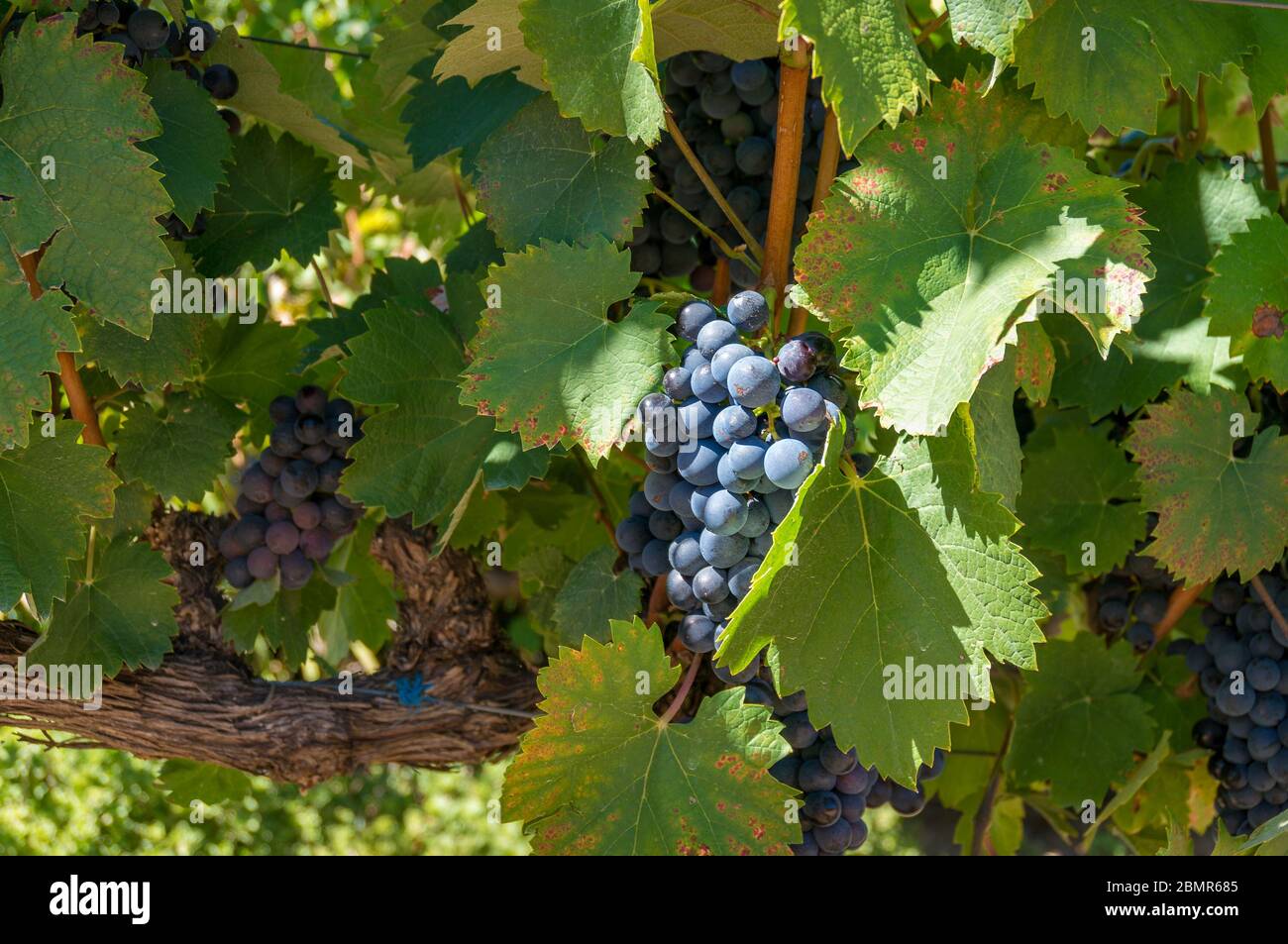 Grape vine with gruit. Ripe purple grapes with leaves. Viticulture ...