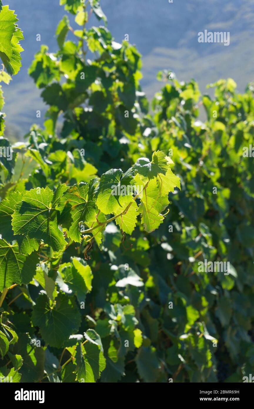 Grape vines with mountains on the background. Fresh young grape leaves ...