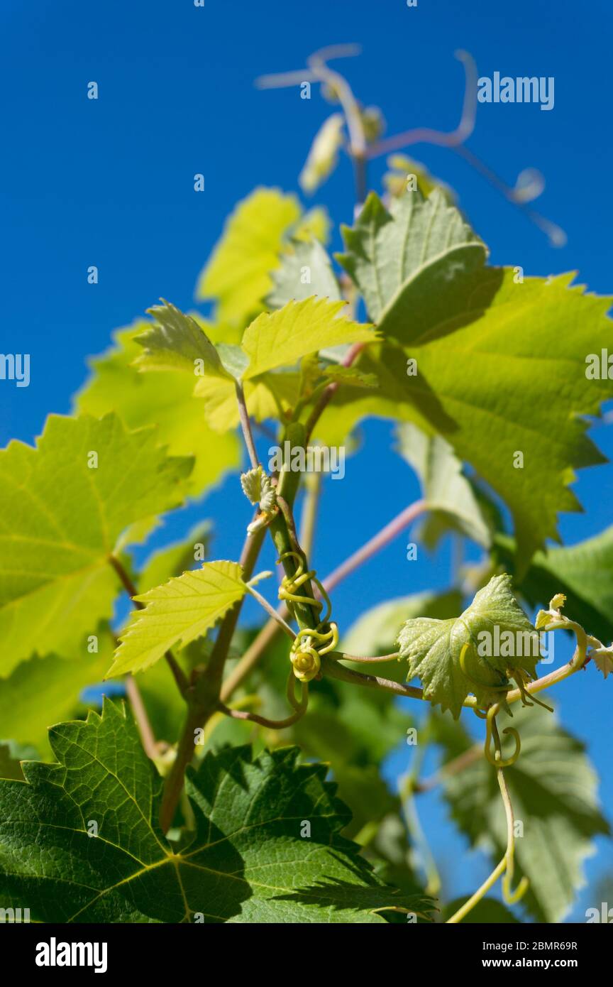 Grape vine closeup. Fresh young grape leaves with vines. Viticulture ...