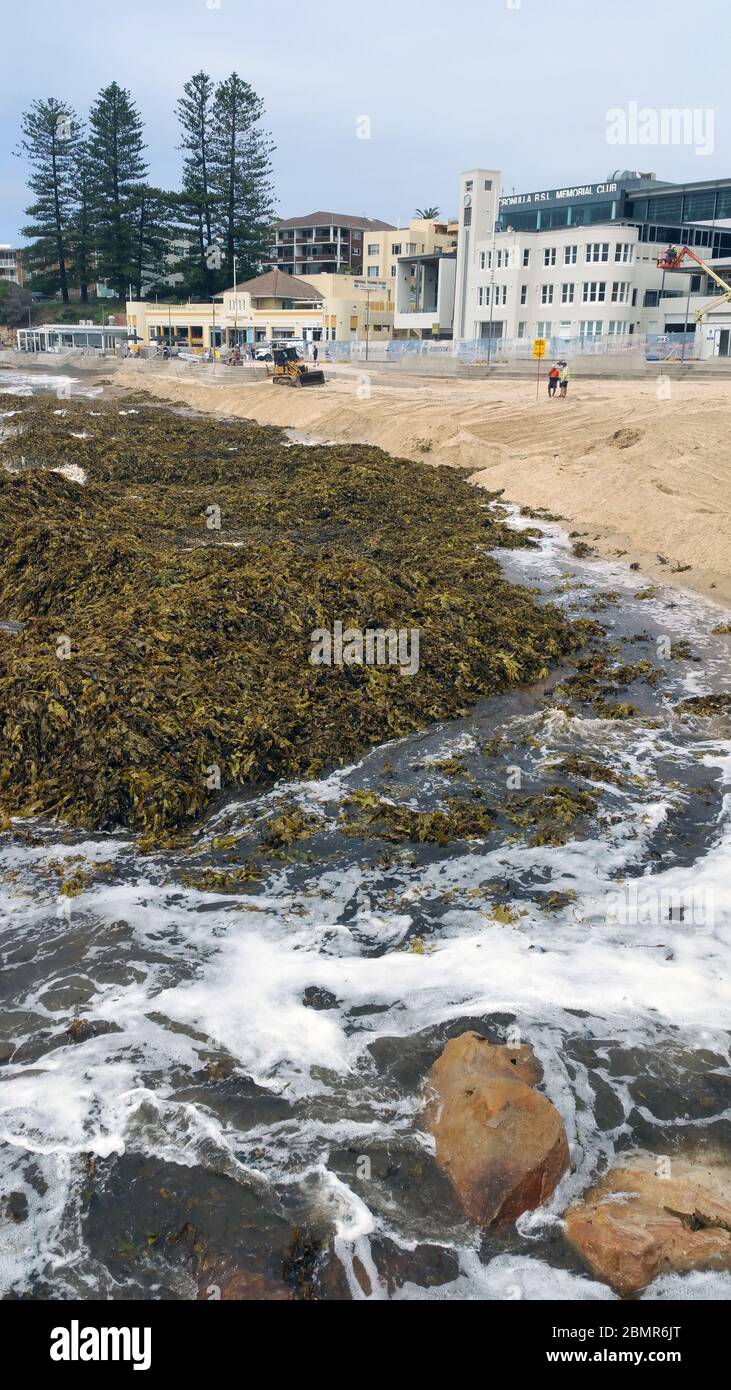 Beach pollution sydney hi-res stock photography and images - Alamy