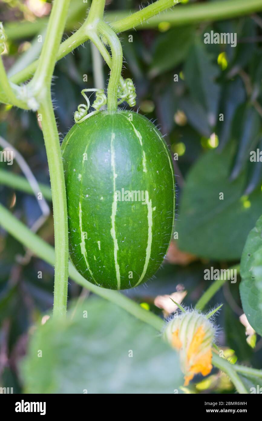 cucurbita maxima subspecies andreana, inedible wild squash native to ...
