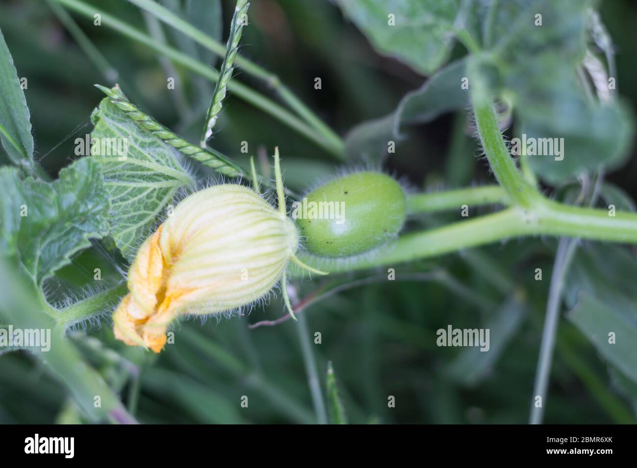Cucurbita andreana hi-res stock photography and images - Alamy