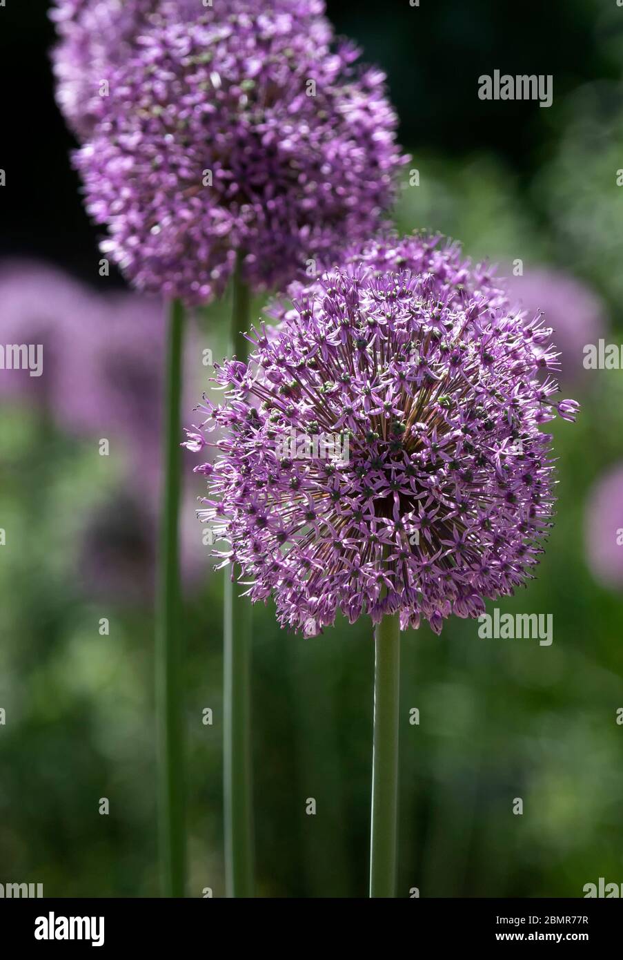 Tall Stalks High Resolution Stock Photography and Images - Alamy