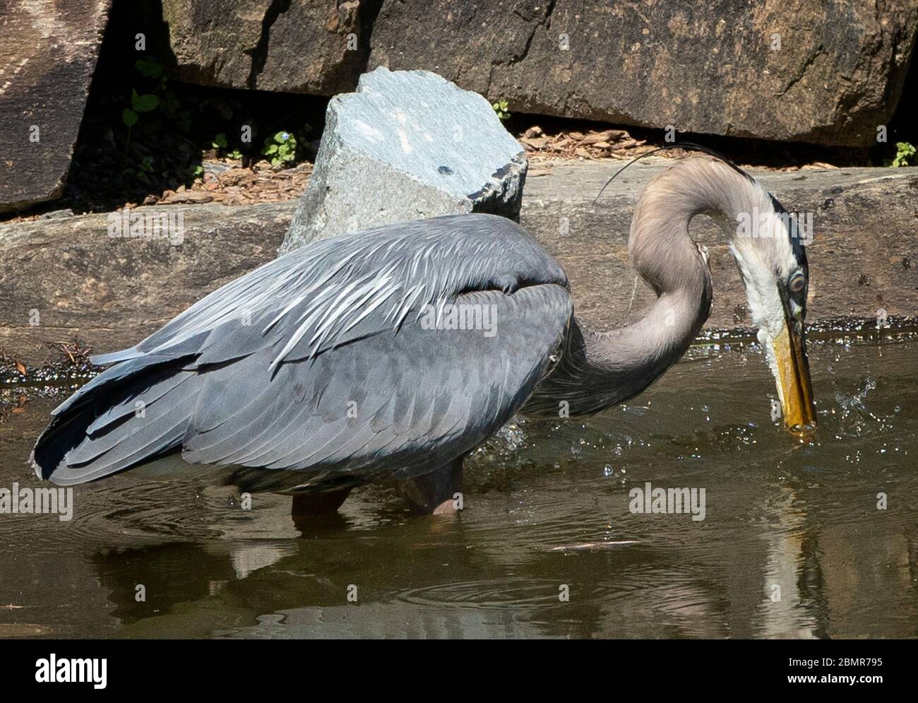 Stork looking for fish hi-res stock photography and images - Alamy