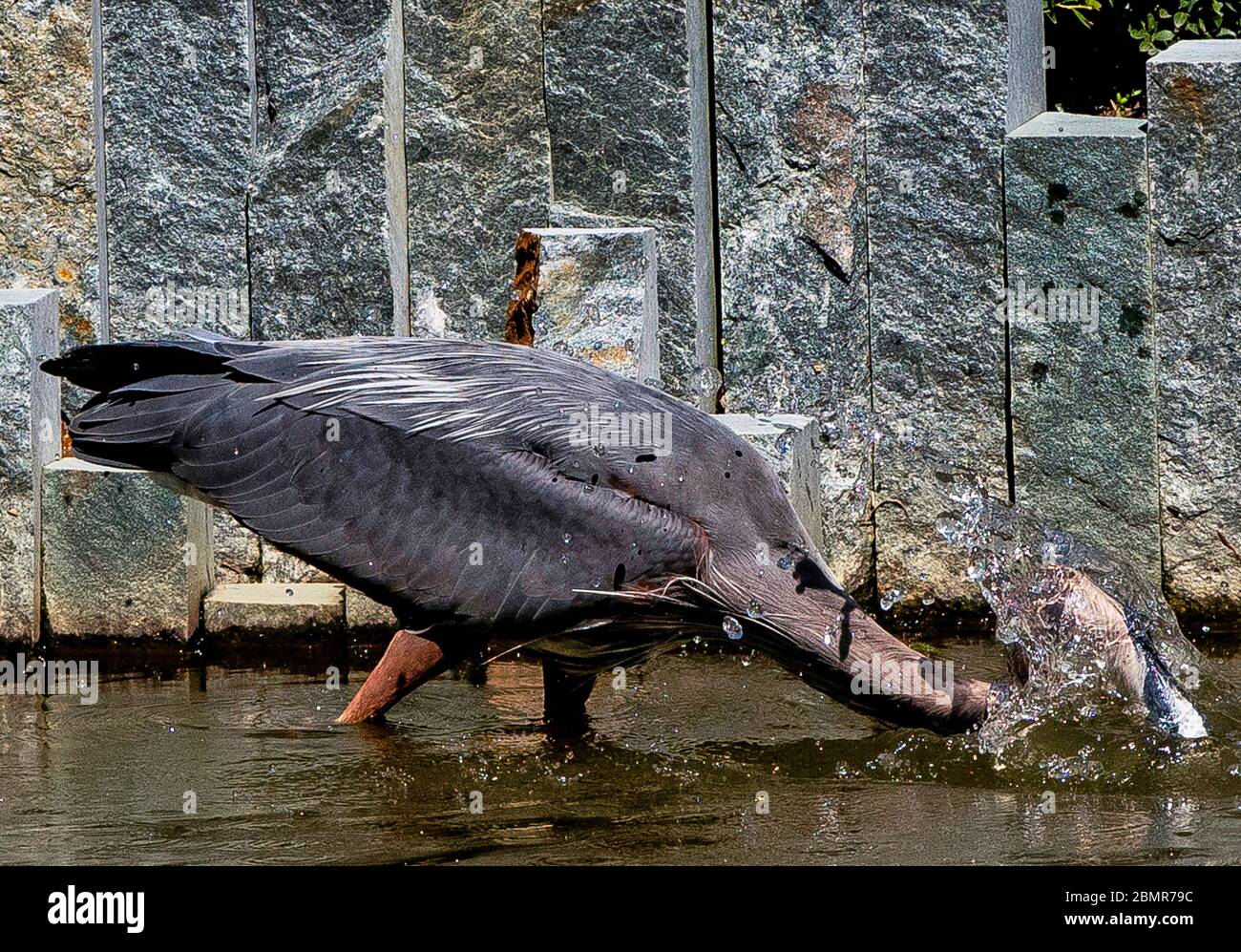 Heron in the pond hunting for fish Stock Photo - Alamy