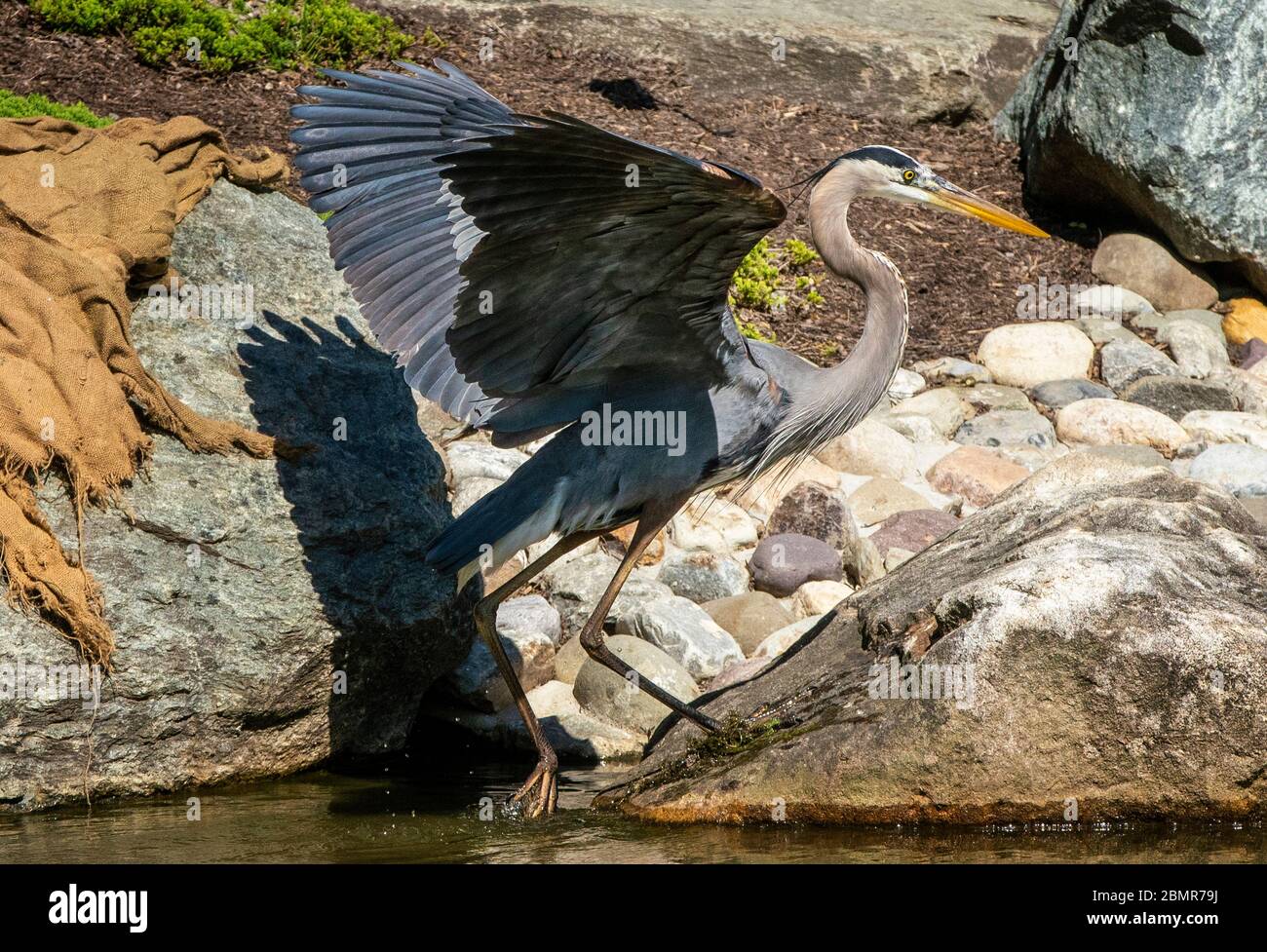 Wings flapping hi-res stock photography and images - Alamy