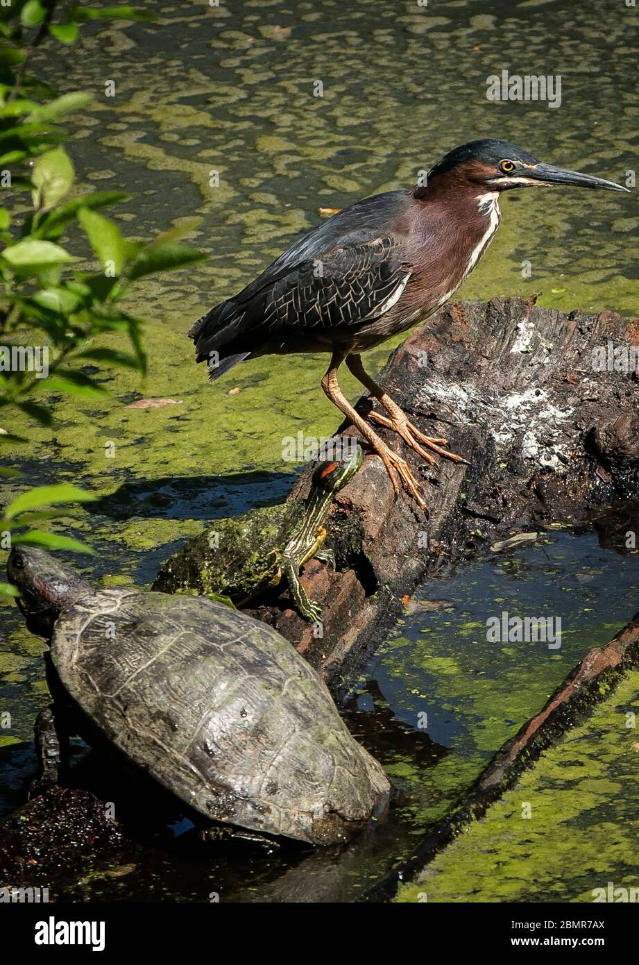 Bird By A Log High Resolution Stock Photography and Images - Alamy