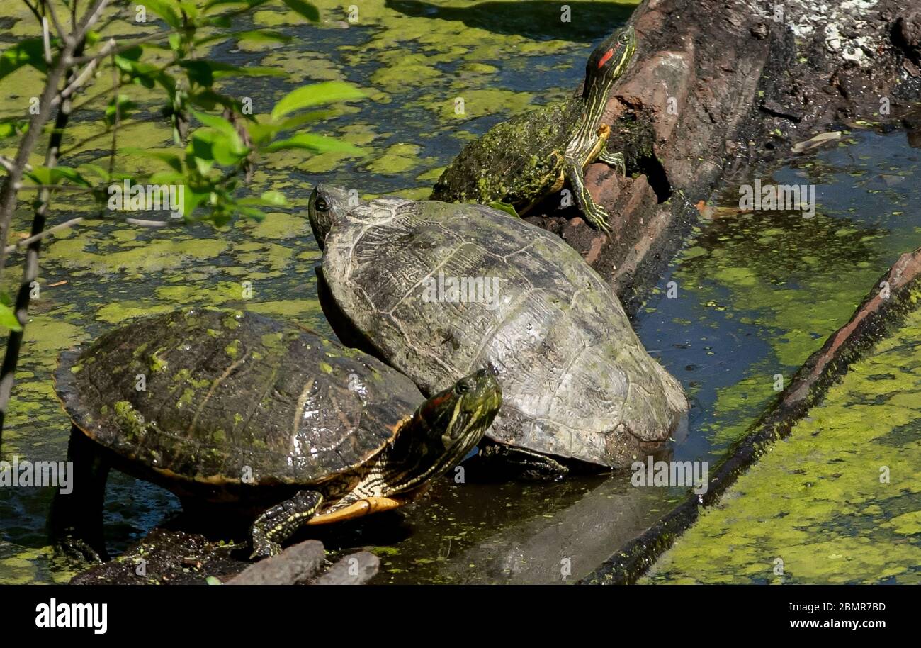 Turtles in the swamp Stock Photo - Alamy