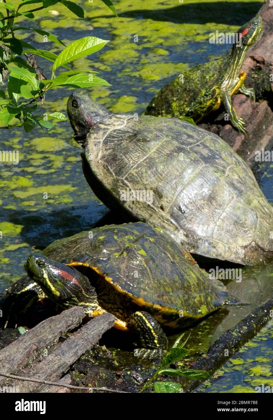 Turtles sitting on a floating log Stock Photo - Alamy