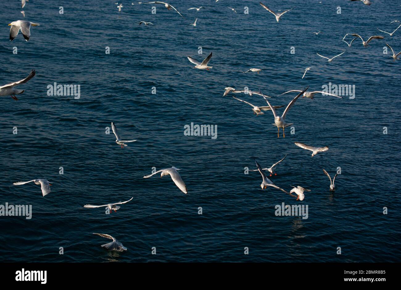 Seagulls are on and over the sea water Stock Photo - Alamy