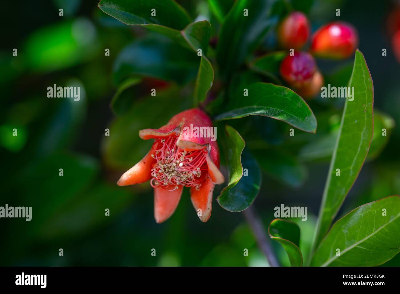 Beautiful pomegranate tree hi-res stock photography and images - Alamy