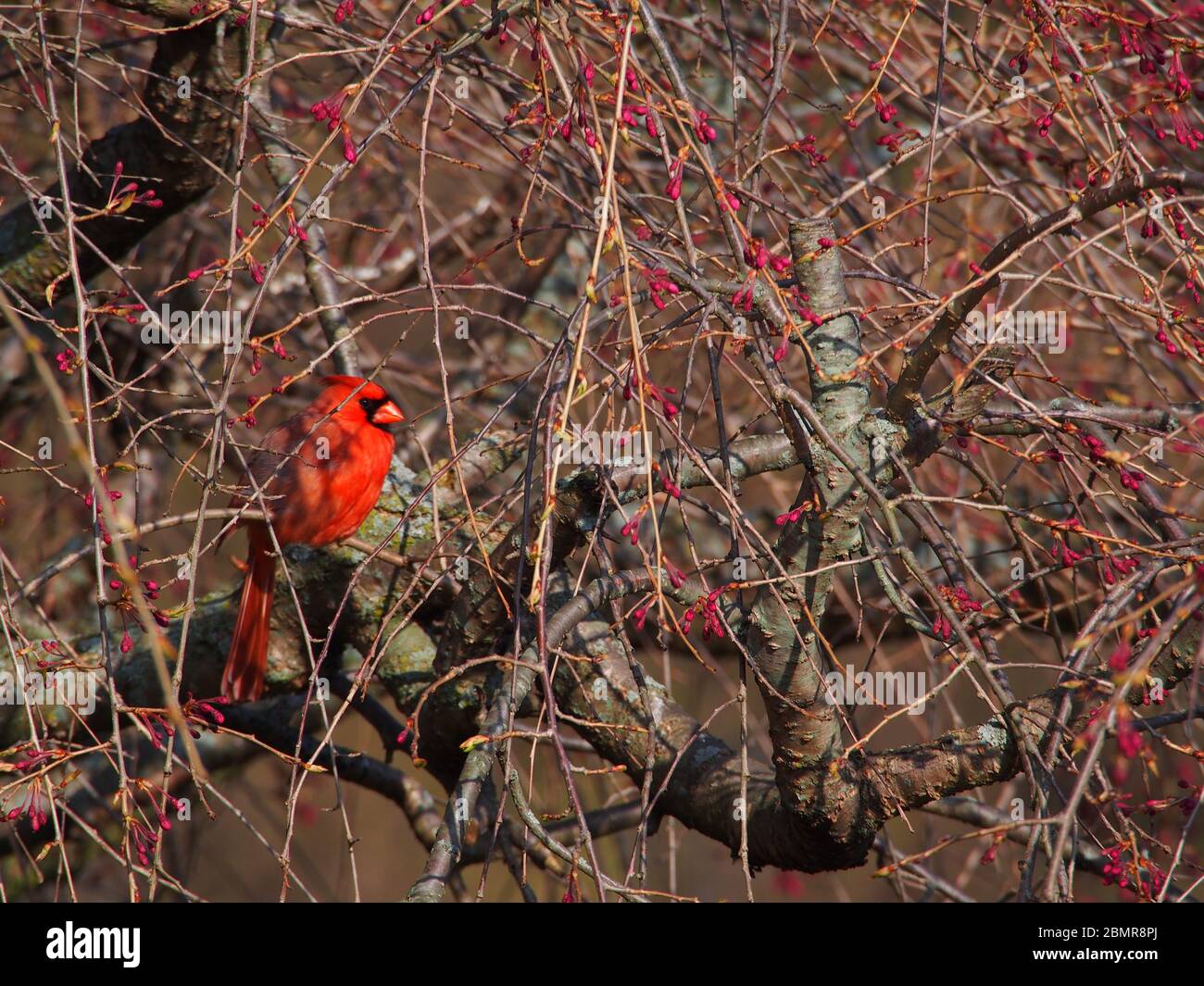 Red Cardinal in Flowering Cherry Tree Stock Photo - Alamy