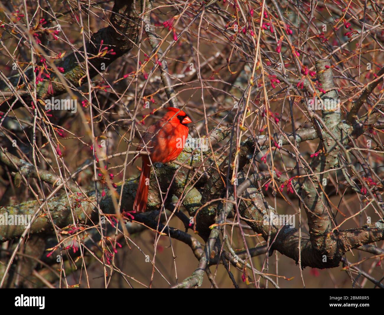 Red Cardinal in Flowering Cherry Tree Stock Photo - Alamy