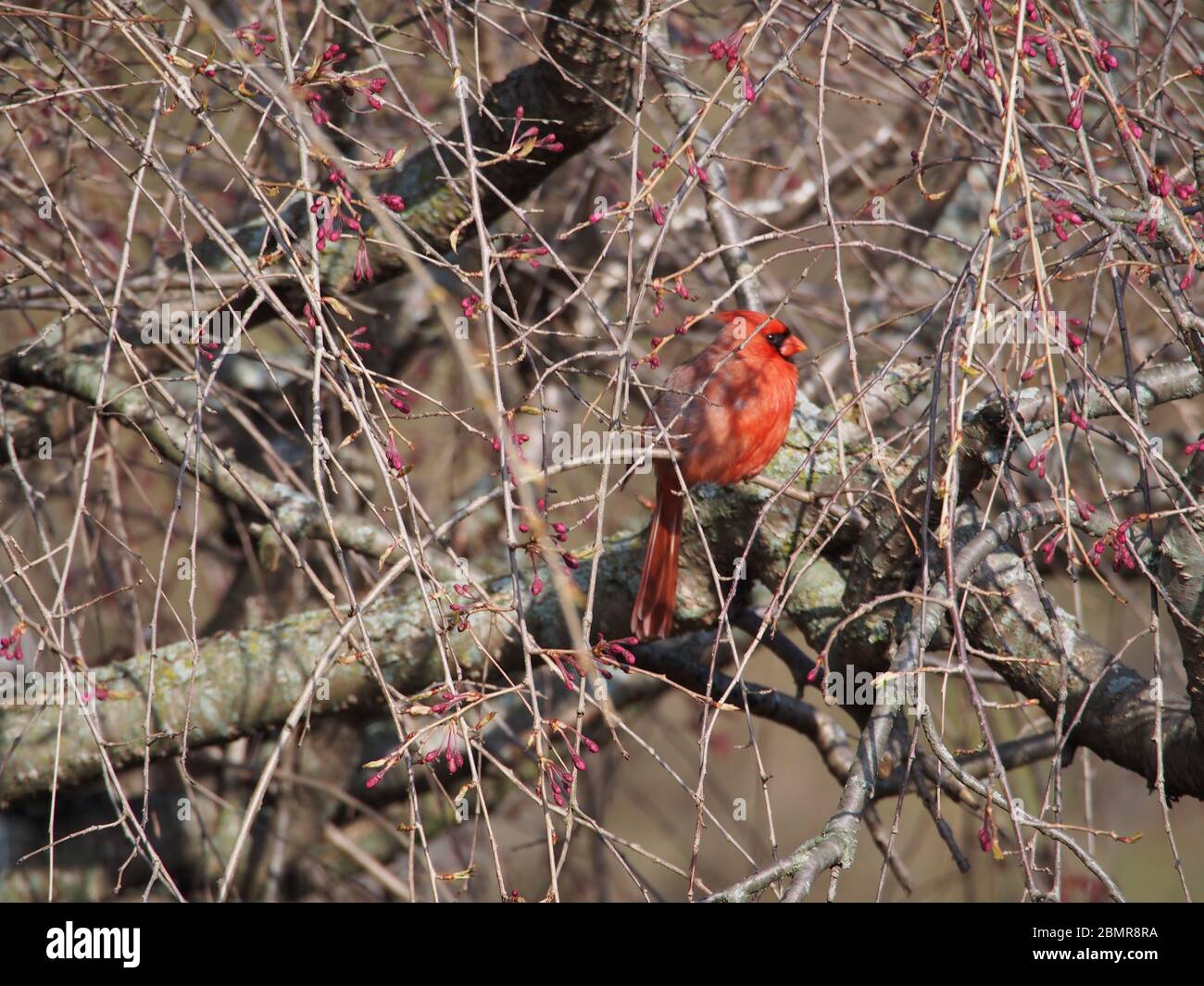 Red Cardinal in Flowering Cherry Tree Stock Photo - Alamy