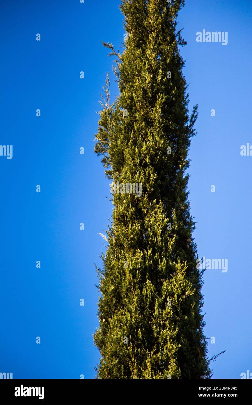 Top part of tree leaves with branches with sky view Stock Photo - Alamy