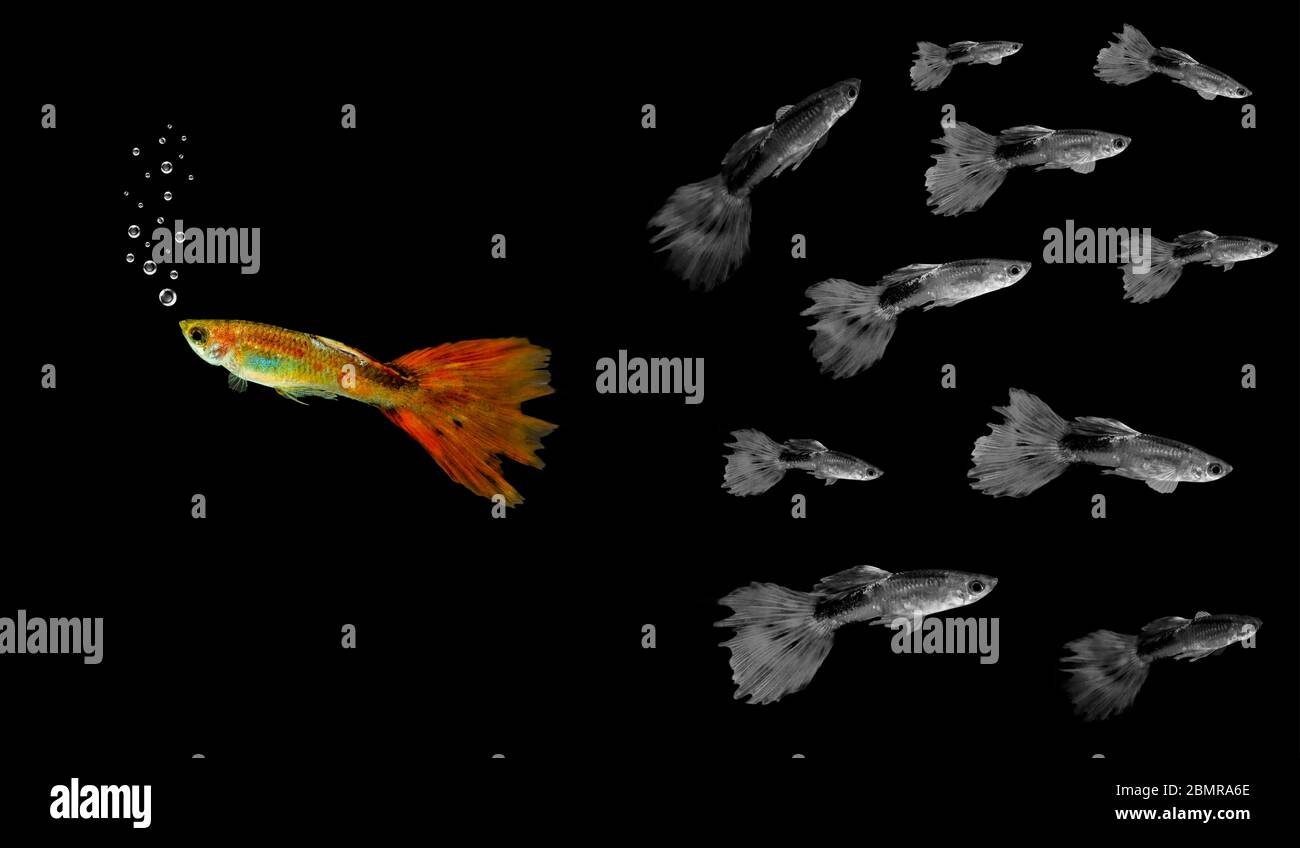 Positive difference. Guppy fish in aquarium. Multi color Poecilia ...