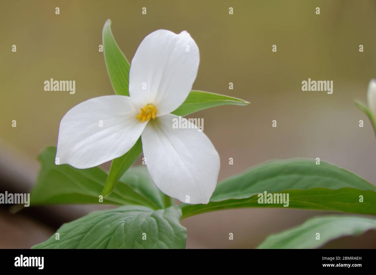Closeup white trillium flower hi-res stock photography and images - Alamy
