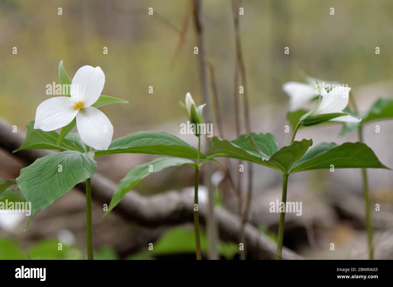 Closeup white trillium flower hi-res stock photography and images - Alamy