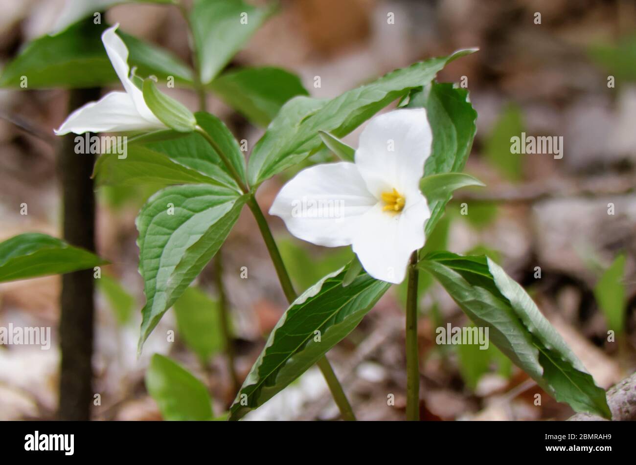 Closeup white trillium flower hi-res stock photography and images - Alamy