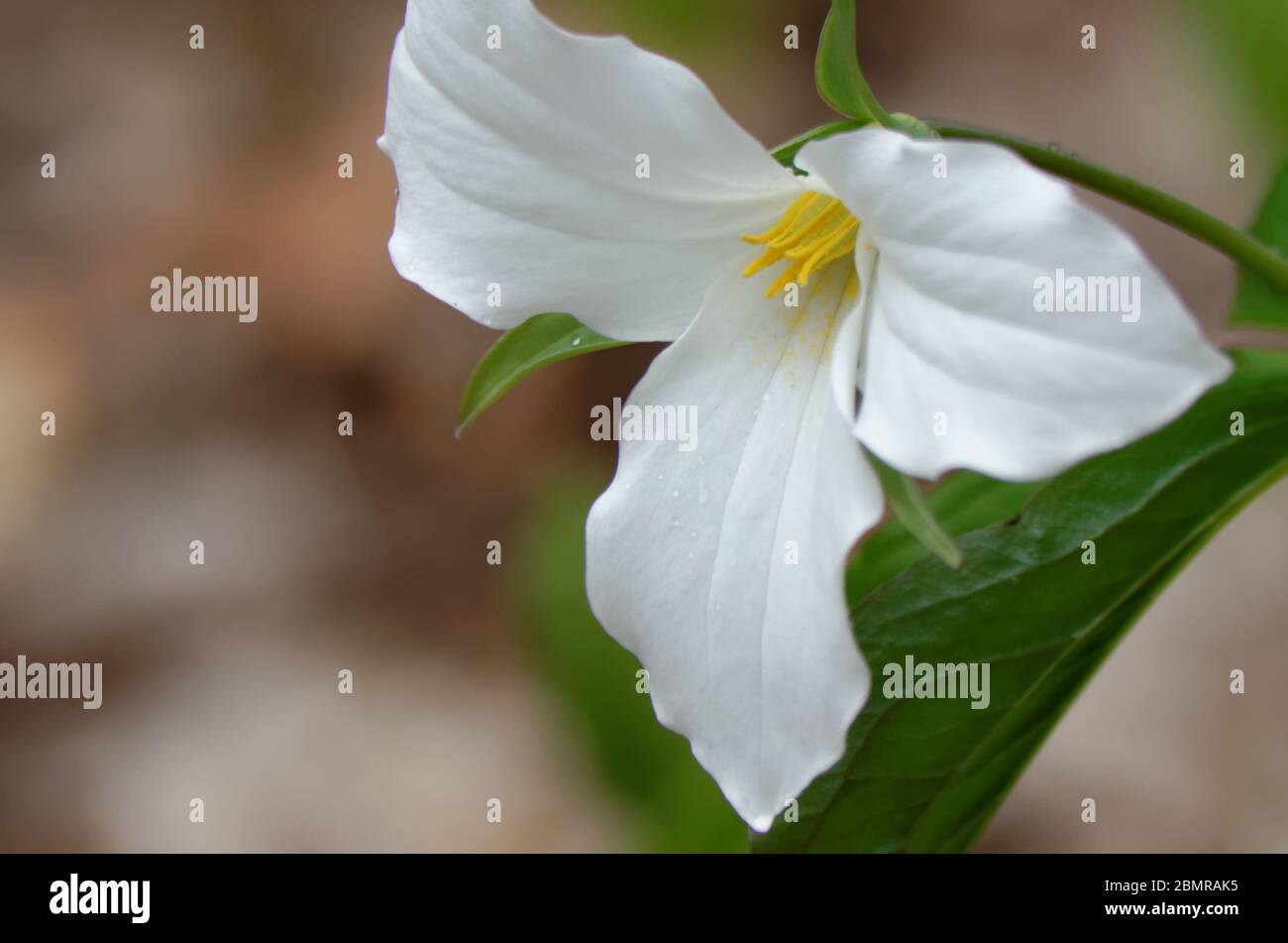 Closeup white trillium flower hi-res stock photography and images - Alamy