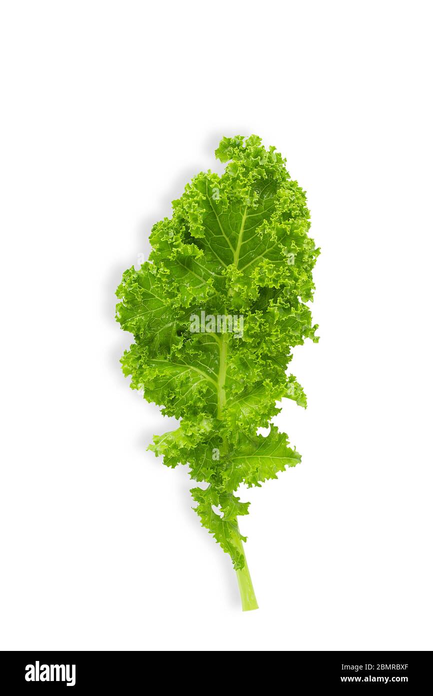 Fresh raw organic green kale leaf on white isolated background with ...