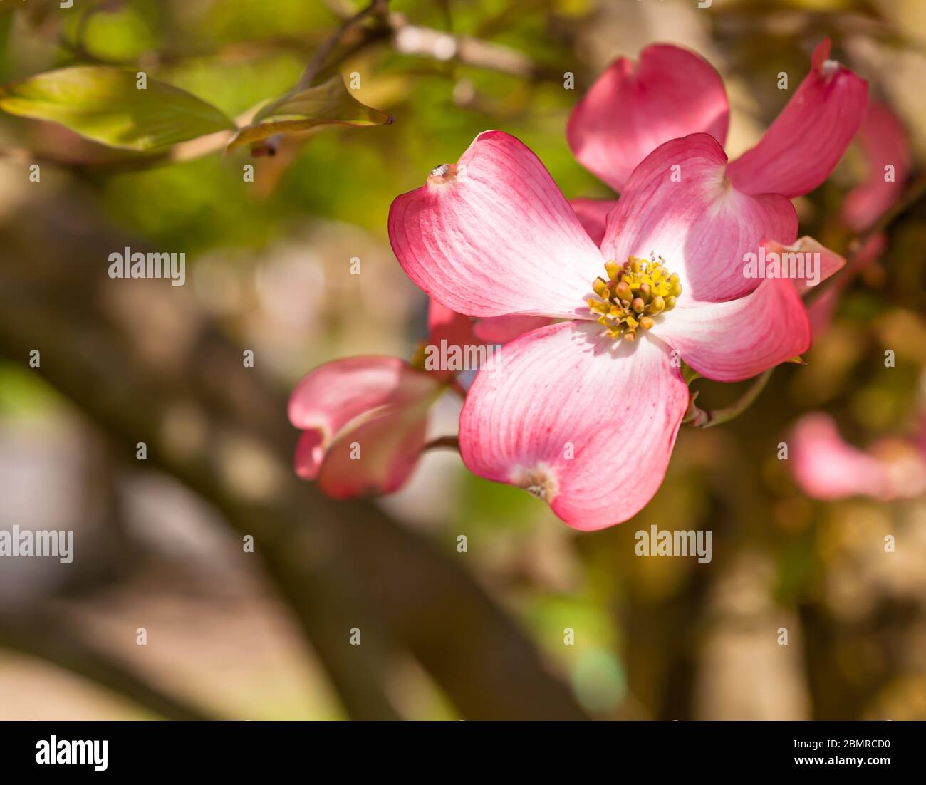 Flowering pink dogwoods trees on a sunny spring day with a blurred ...