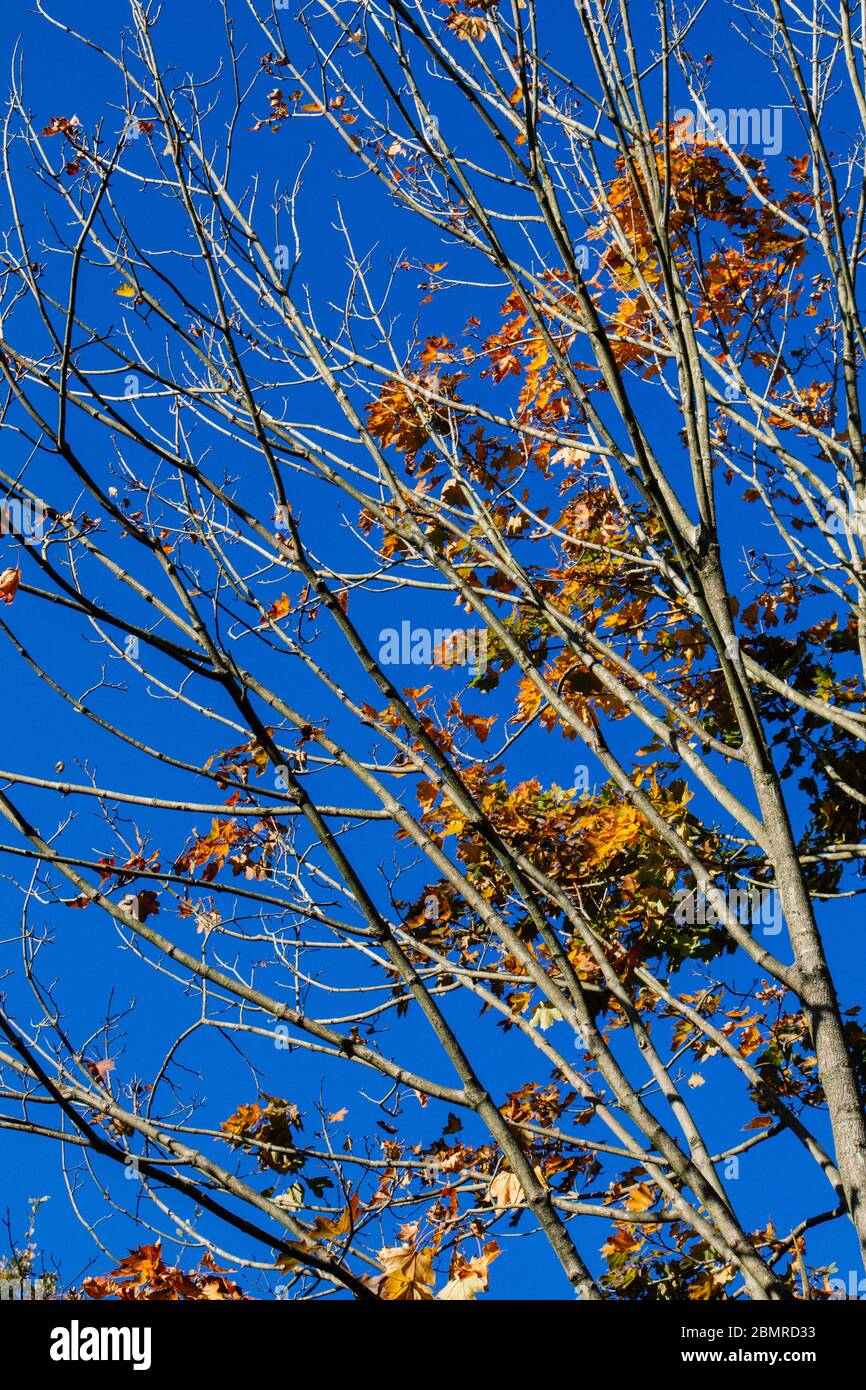 Autumn tree leaves texture background. leaf background texture Stock ...