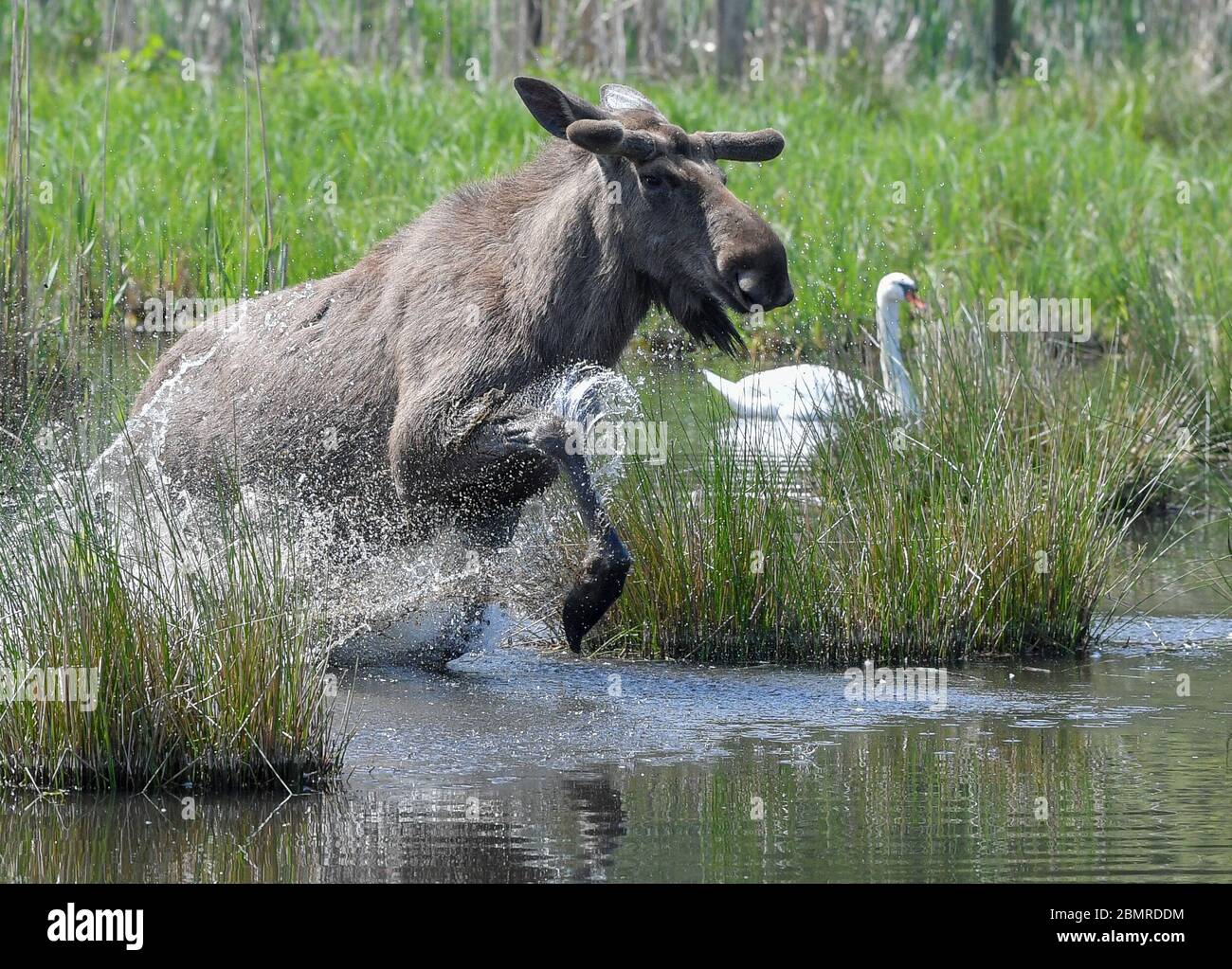 Moose lying down hi-res stock photography and images - Alamy