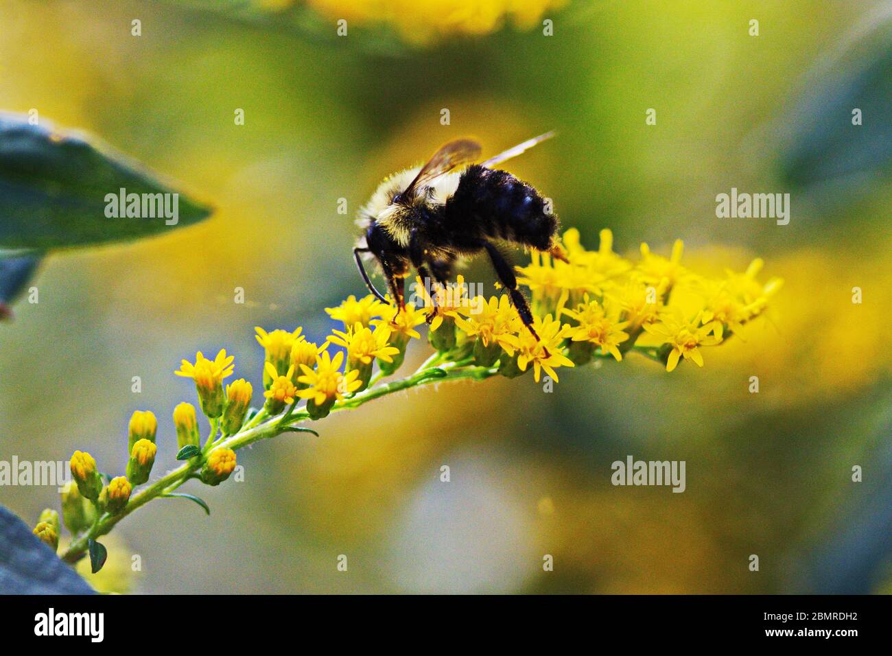Macro image of a bee in Ontario, Canada Stock Photo - Alamy
