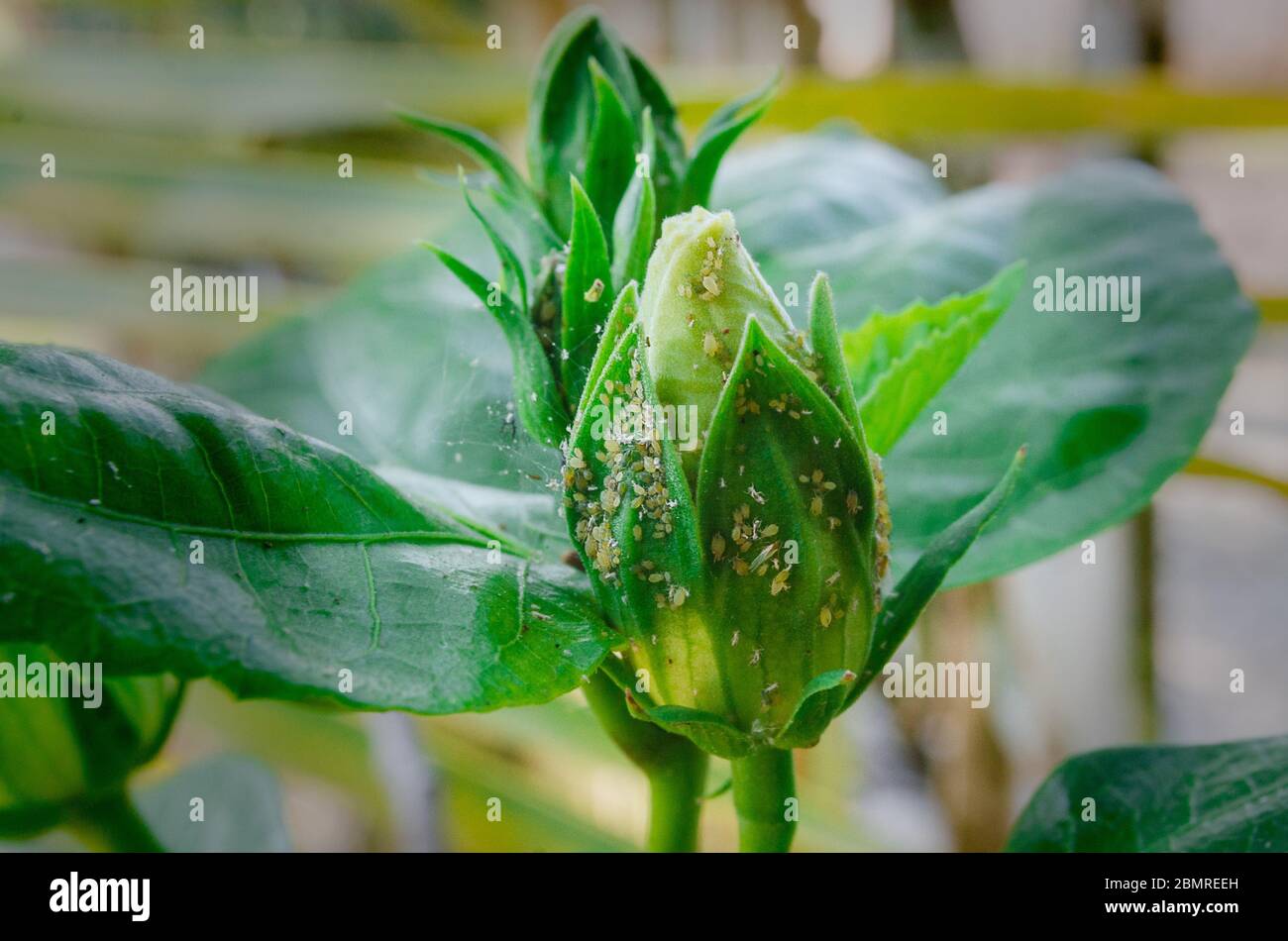 Yellow hibiscus flower plant hi-res stock photography and images - Alamy
