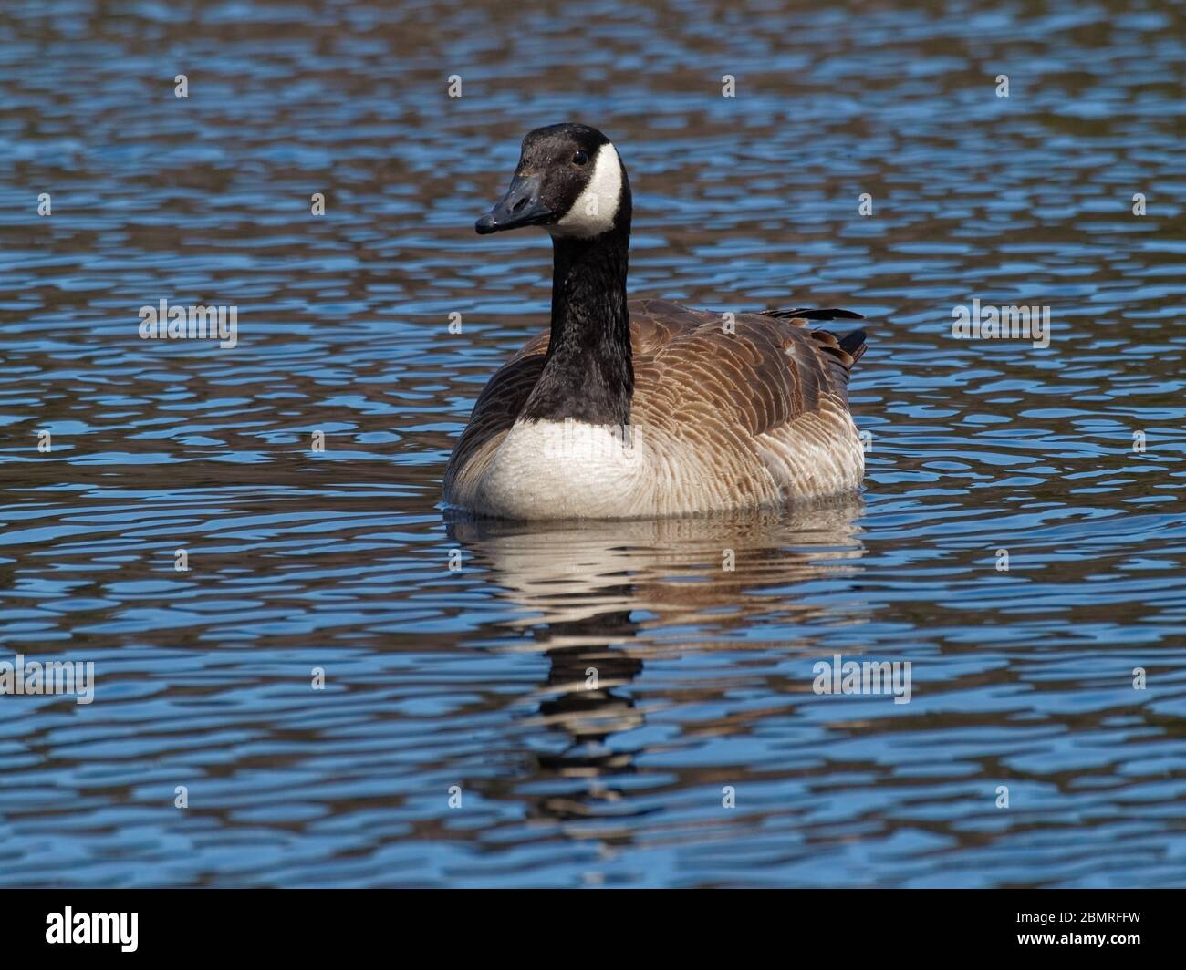 Male female canada goose hi-res stock photography and images - Alamy