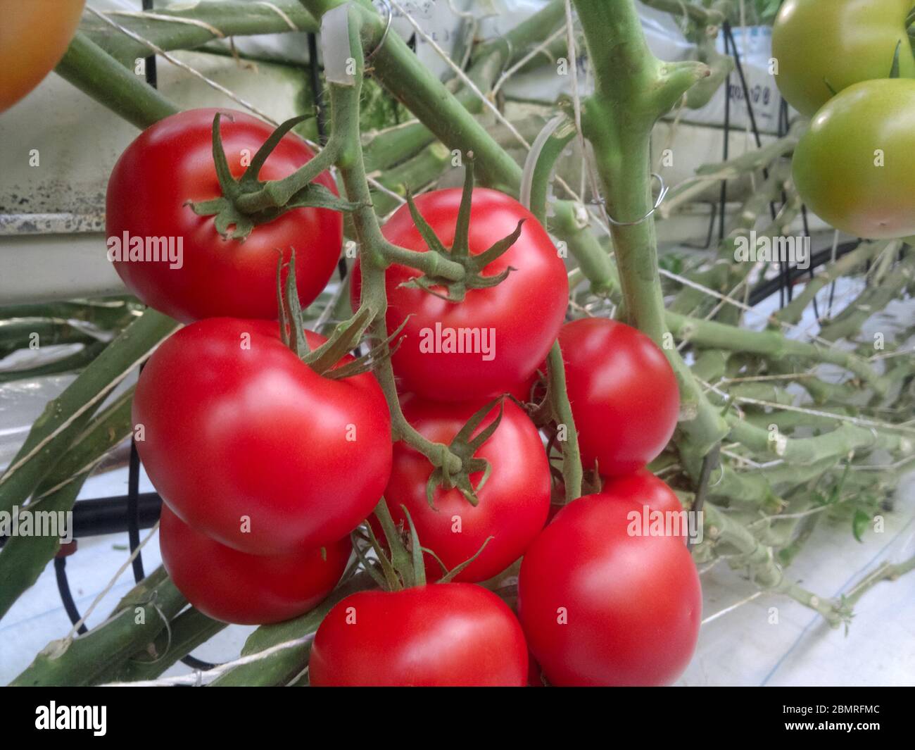 Greenhouse grown cherry tomatoes hi-res stock photography and images ...