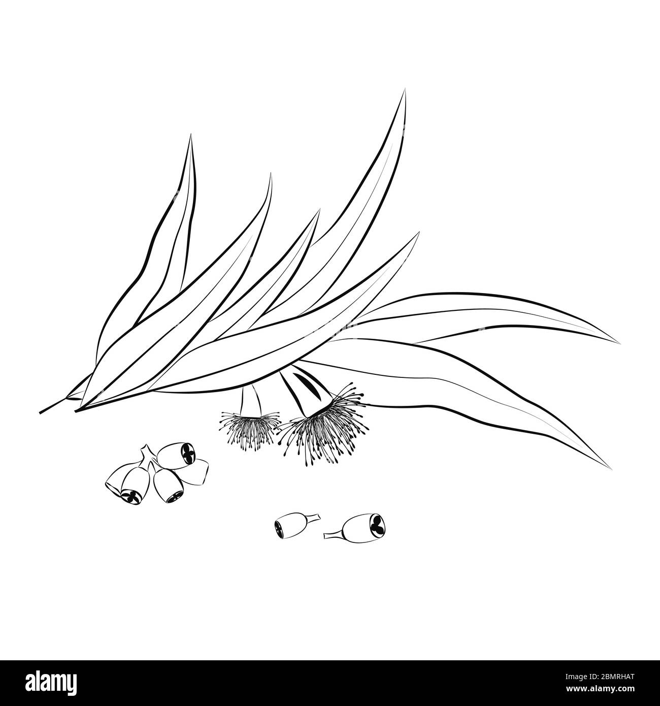 Illustration of eucalyptus leaves, flowers and seeds outline, isolated ...