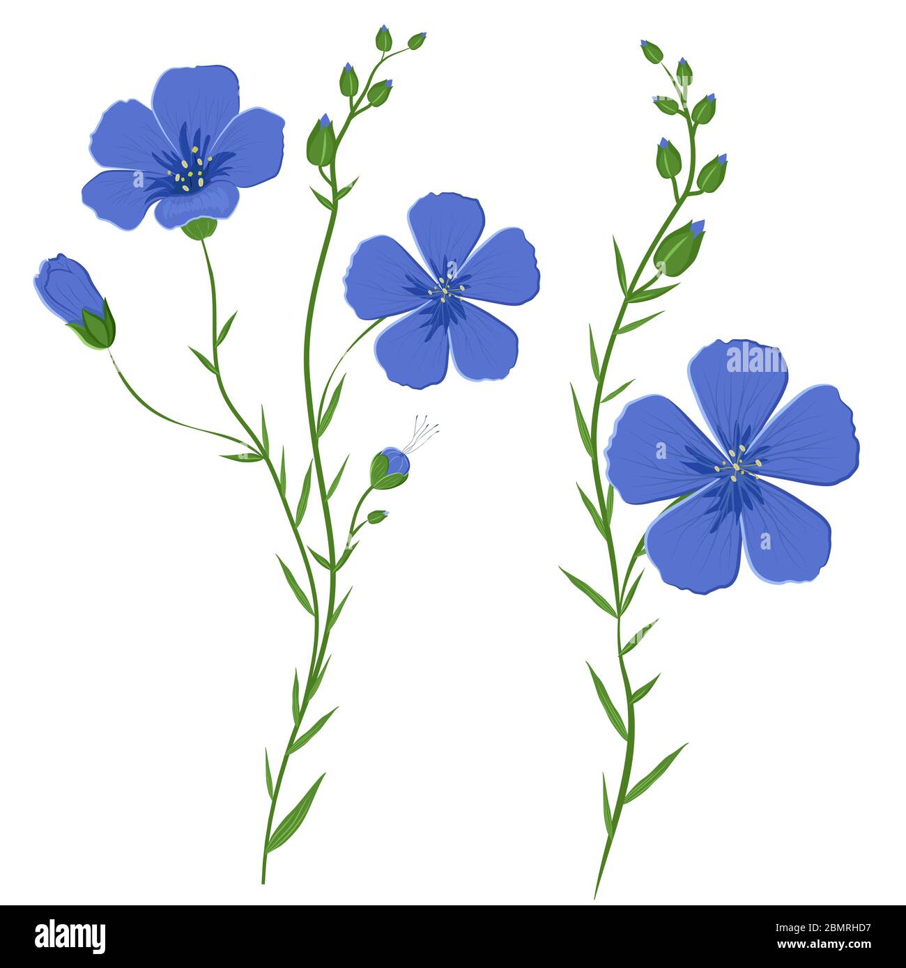 Vector illustration of flax plant in bloom Stock Vector Image & Art - Alamy